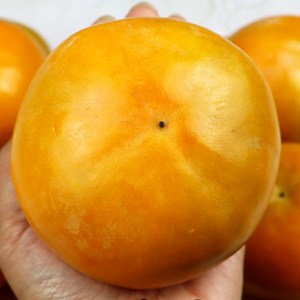 시골농원 40년 진영 단감 5kg 10kg GAP인증 세계농업인상 단감제대상 농가직송 – 늘이샵(neuleshop)