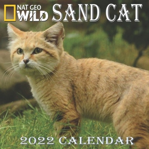 (영문도서) Sand Cat Calendar 2022: SAND CAT calendar 2022 "8.5x8.5" Inch 16 Months