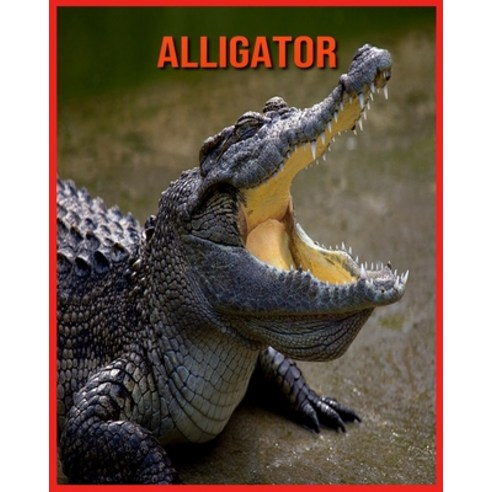 Alligator: Amazing Facts about Alligator Paperback, Independently ...
