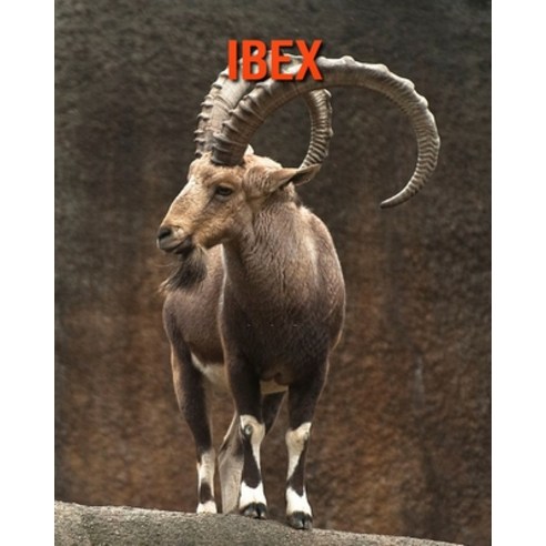 Ibex: Amazing Facts about Ibex Paperback, Independently Published ...