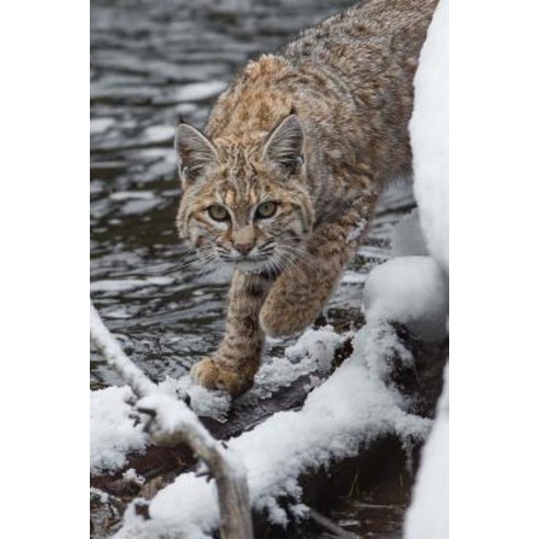 Bobcat on the Prowl Journal: 150 Page Lined Notebook/Diary Paperback ...